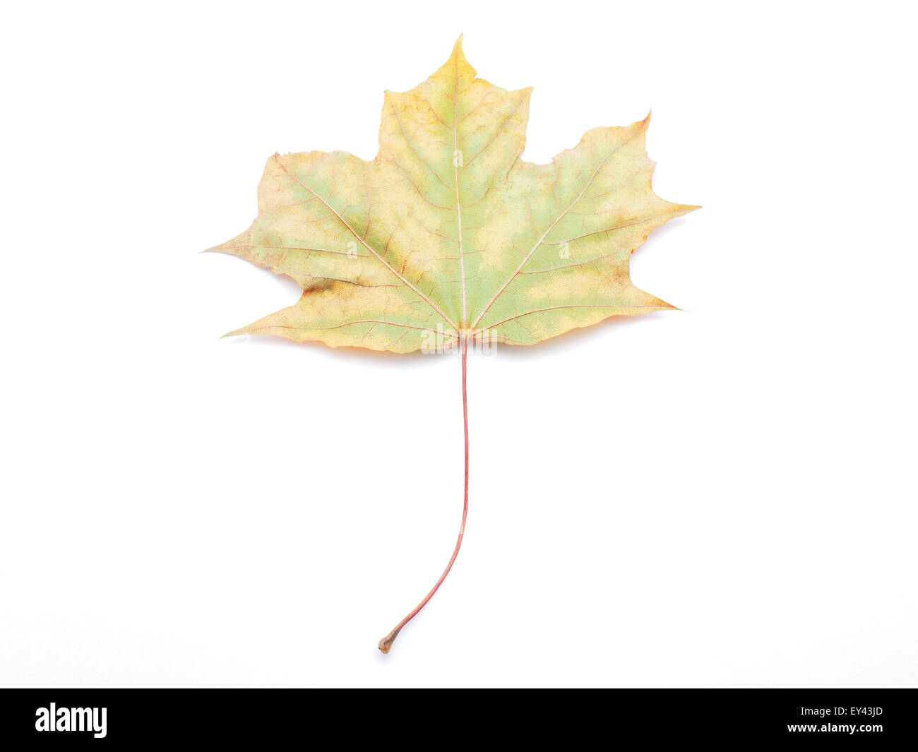dry maple leaf on a white background Stock Photo - Alamy