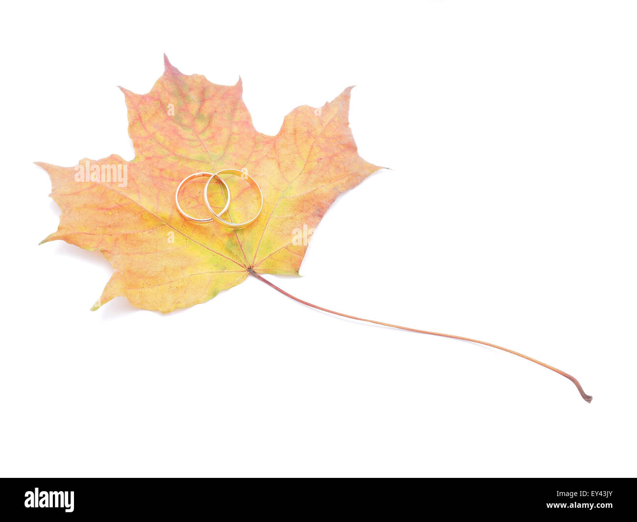 Wedding rings on fall foliage hi-res stock photography and images - Alamy