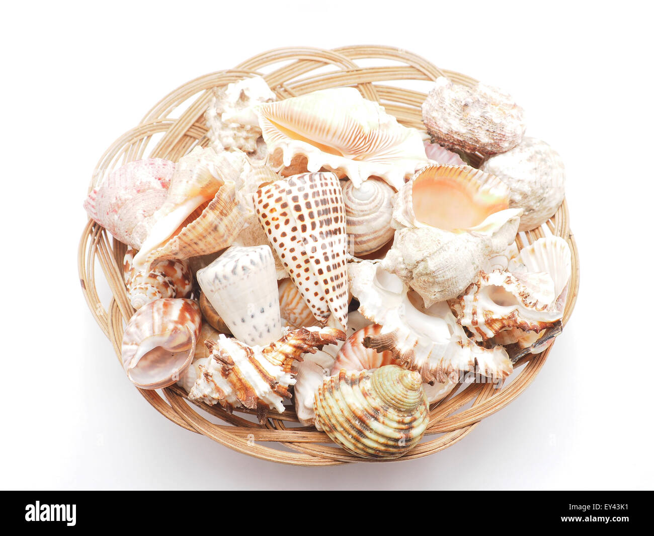 Curled shell form hi-res stock photography and images - Alamy