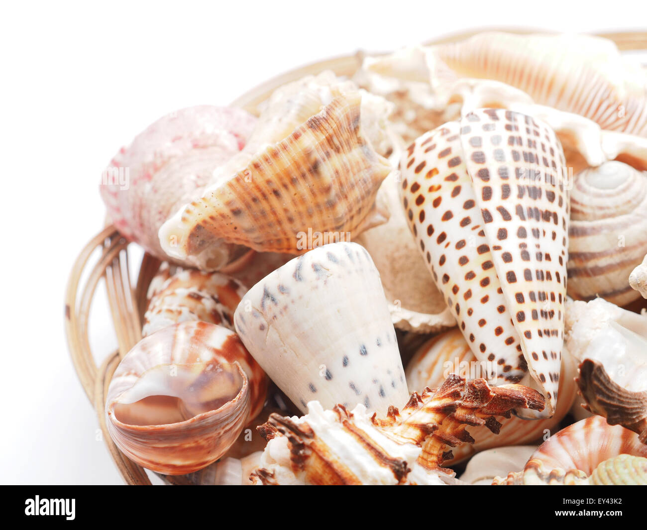Curled shell form hi-res stock photography and images - Alamy