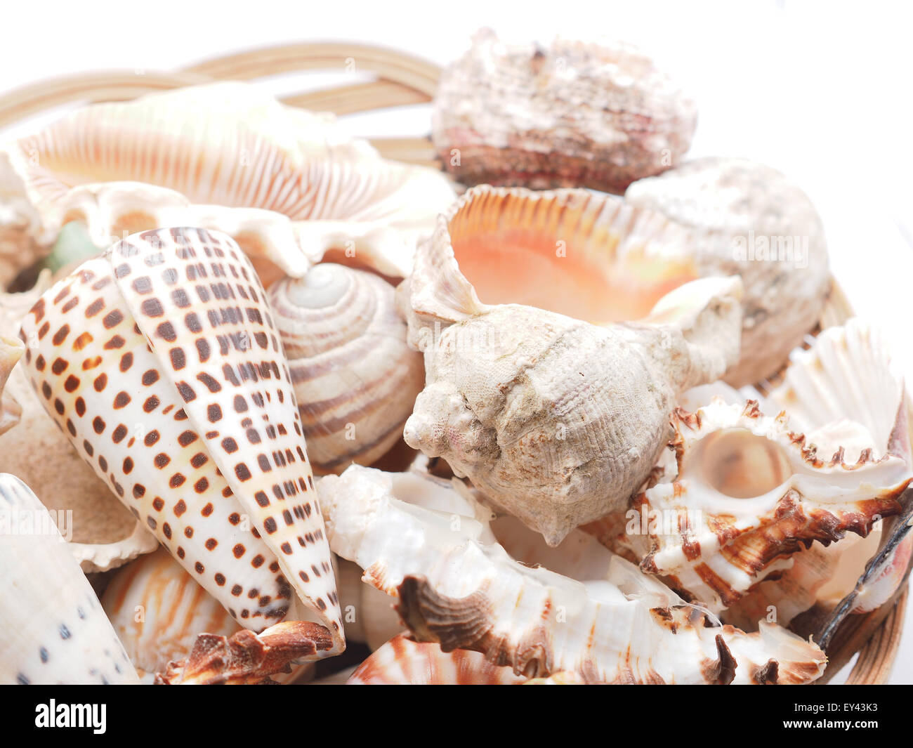 Curled shell form hi-res stock photography and images - Alamy