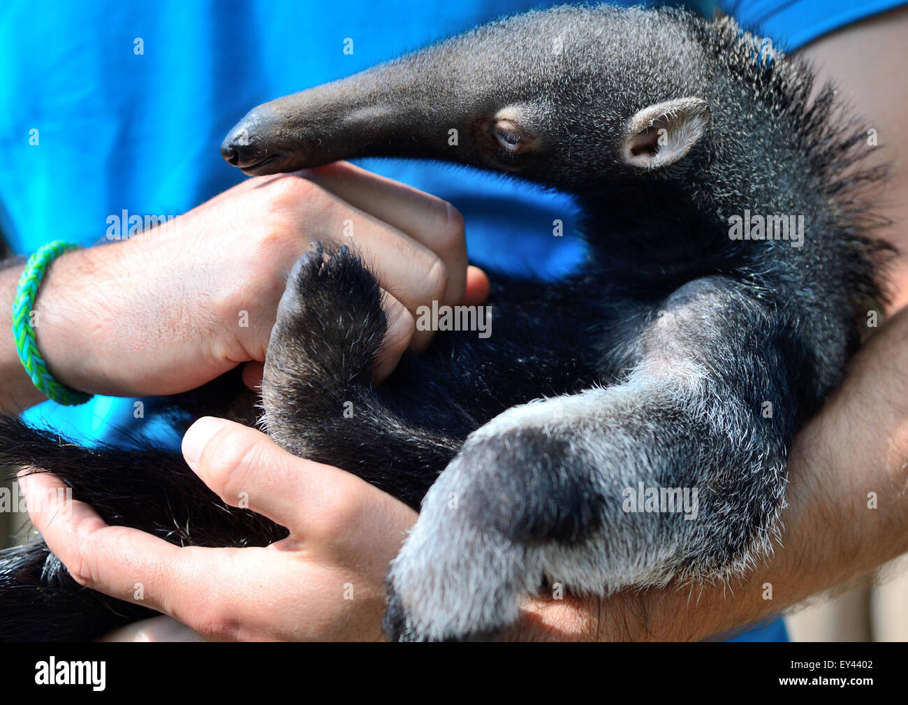The little anteater 'Flavio' makes himself comfortable in the arms of ...