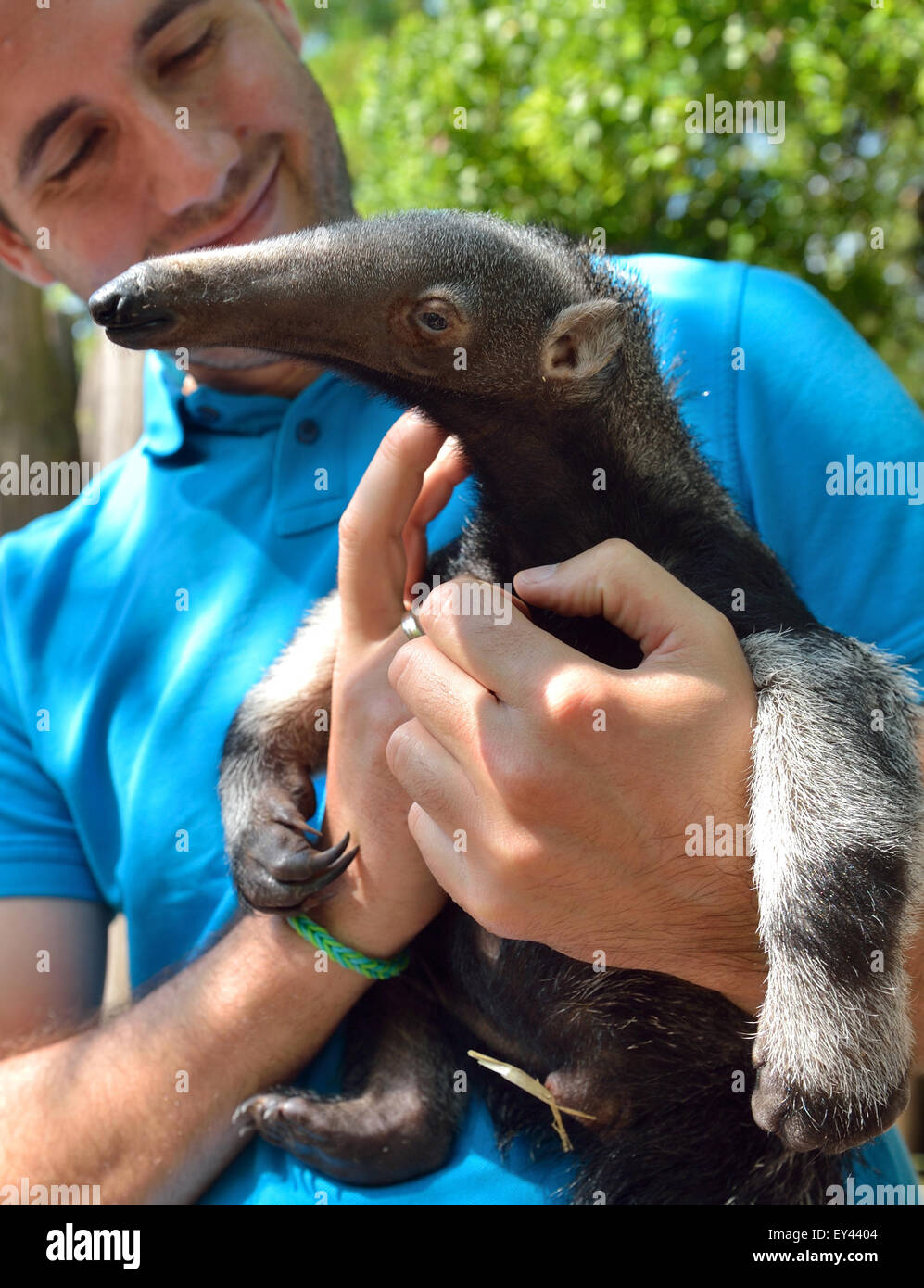 The little anteater 'Flavio' makes himself comfortable in the arms of ...