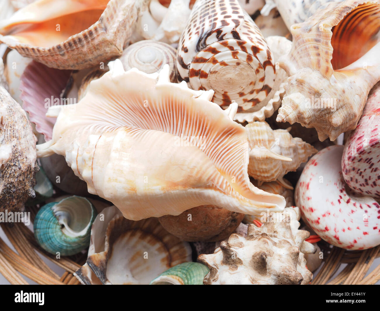 Curled shell form hi-res stock photography and images - Alamy