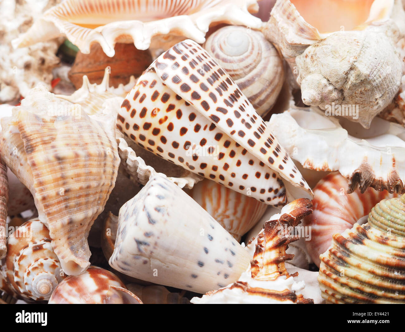 Curled shell form hi-res stock photography and images - Alamy