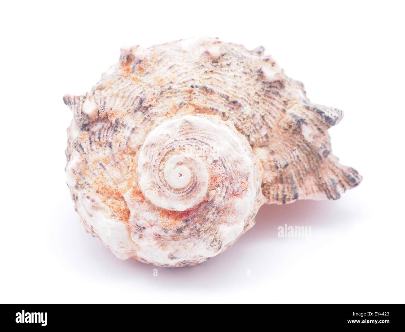 Seashell circle Cut Out Stock Images & Pictures - Alamy