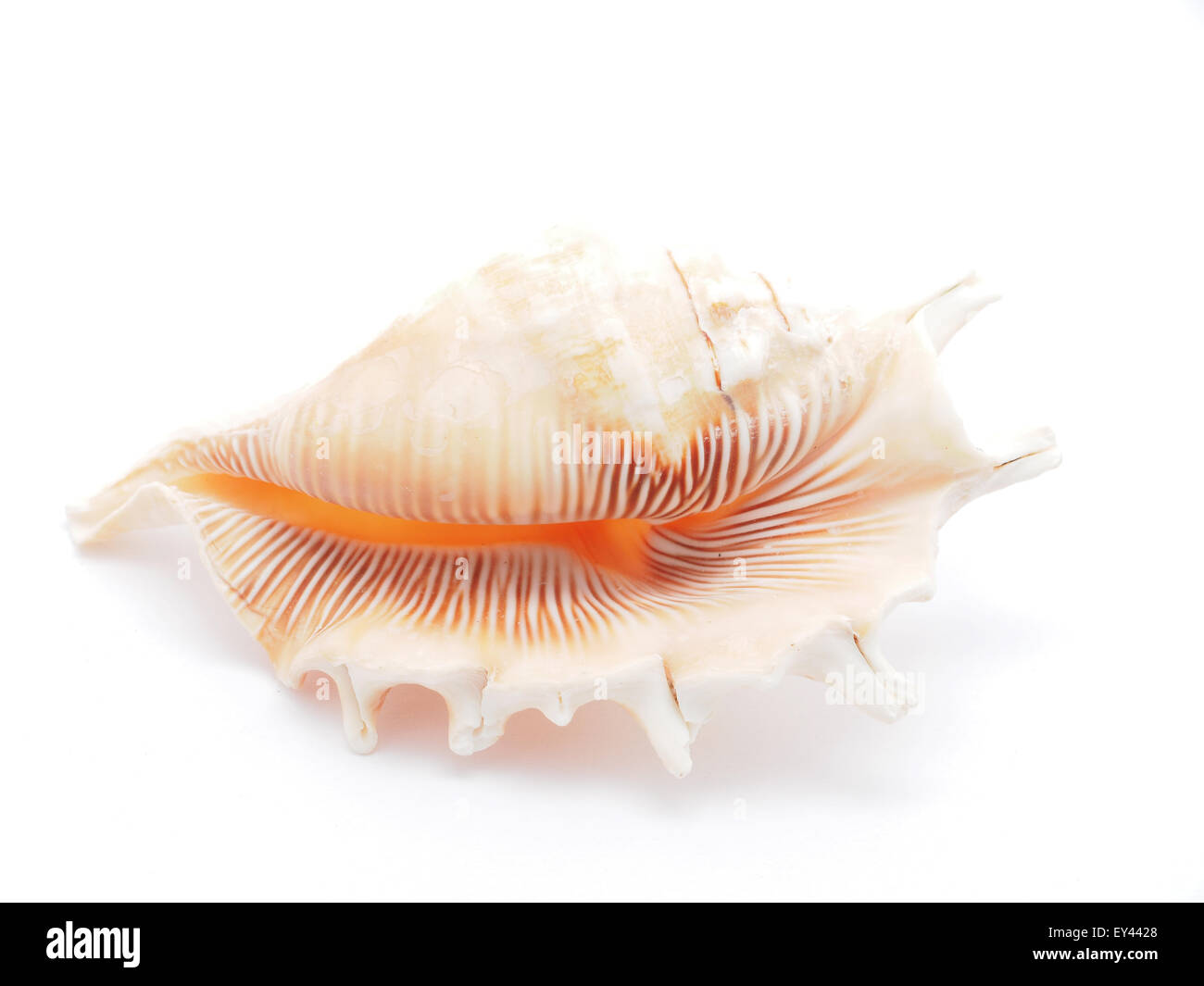 Seashell circle Cut Out Stock Images & Pictures - Alamy