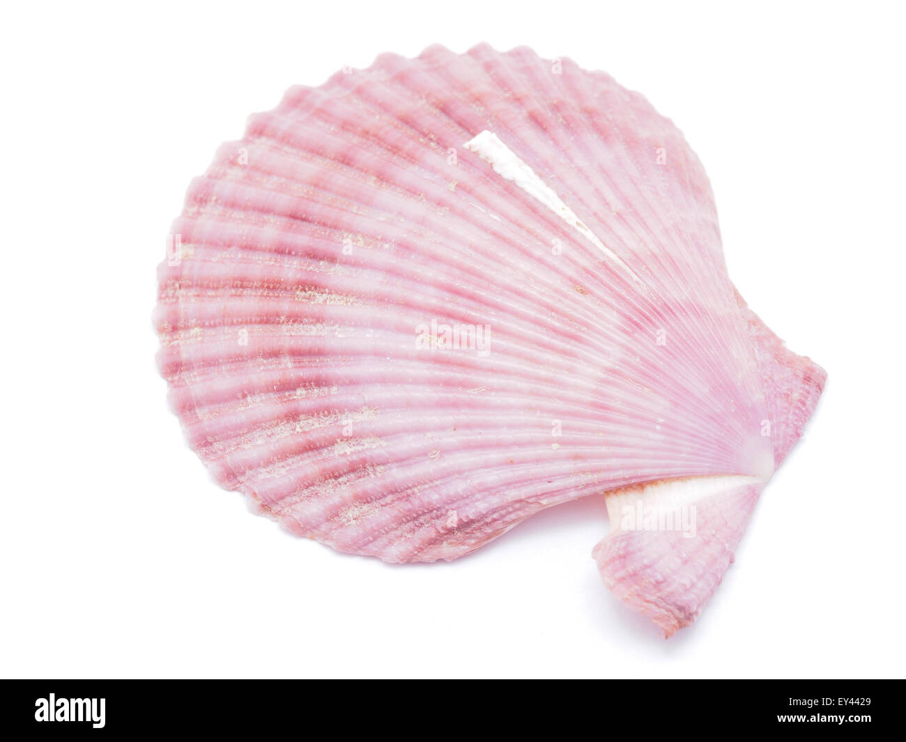 Curled shell form hi-res stock photography and images - Alamy