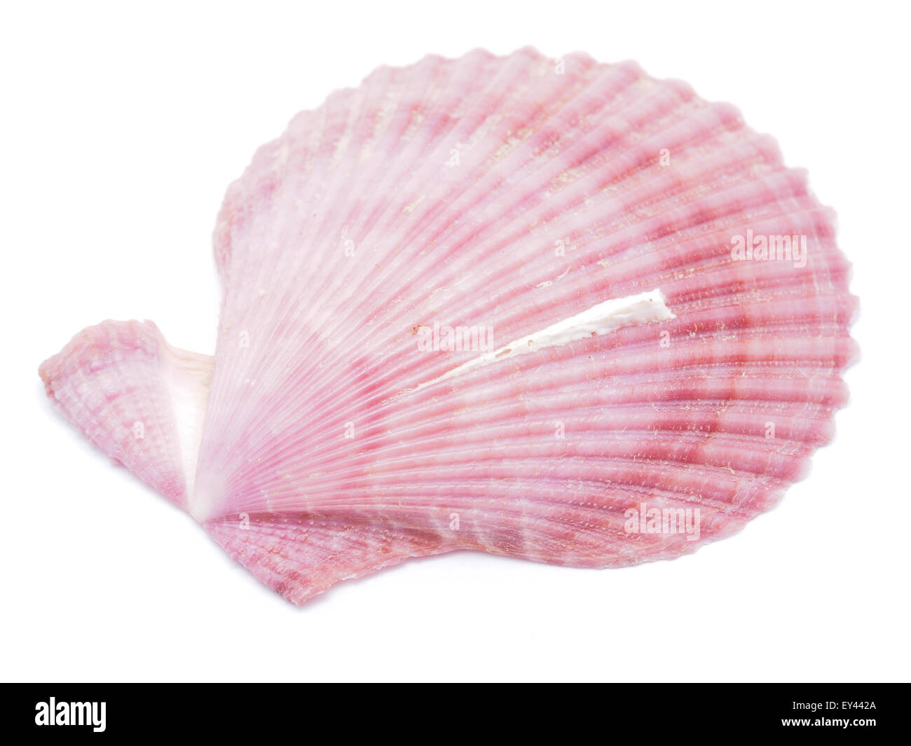 Curled shell form hi-res stock photography and images - Alamy