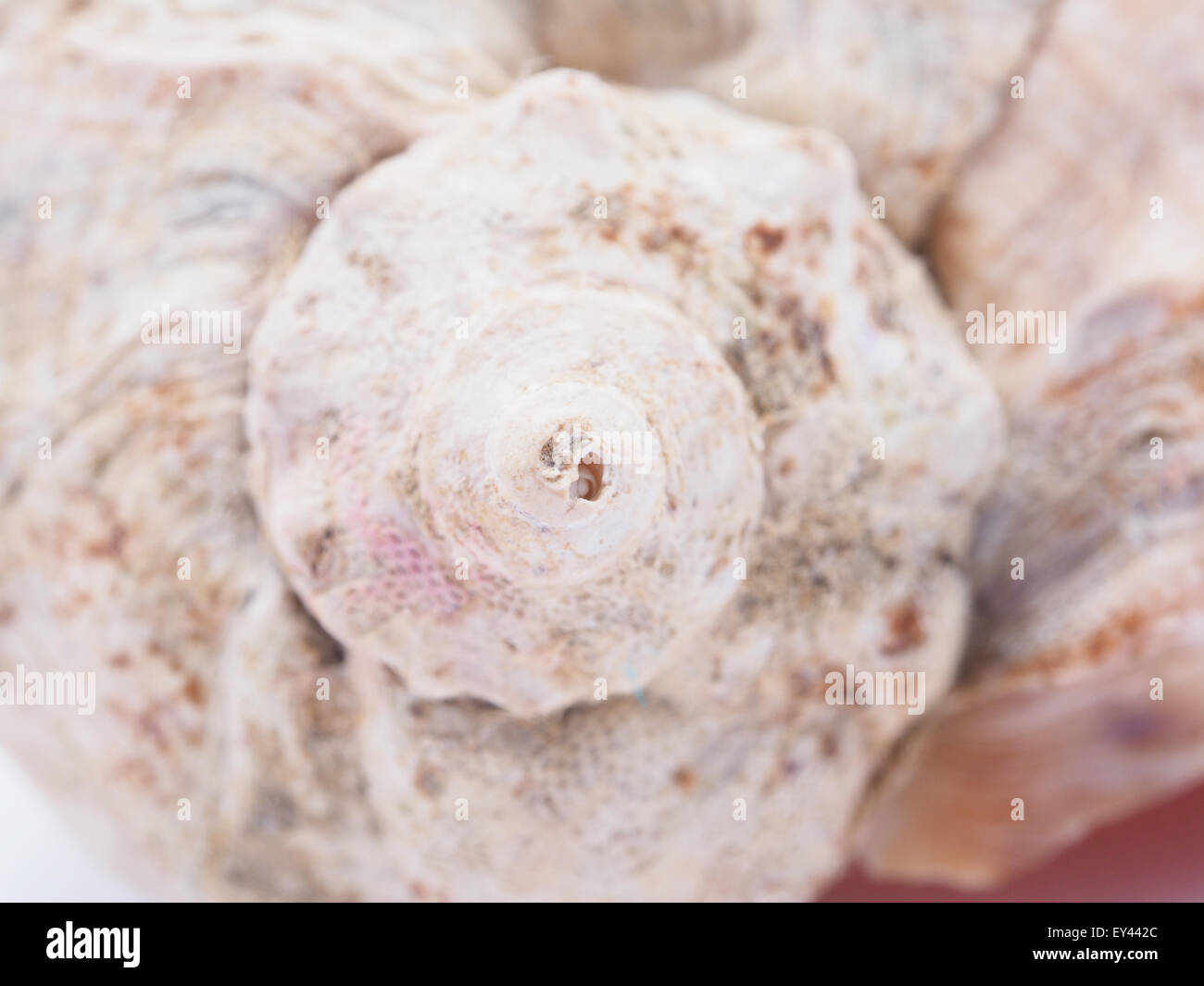 Curled shell form hi-res stock photography and images - Alamy
