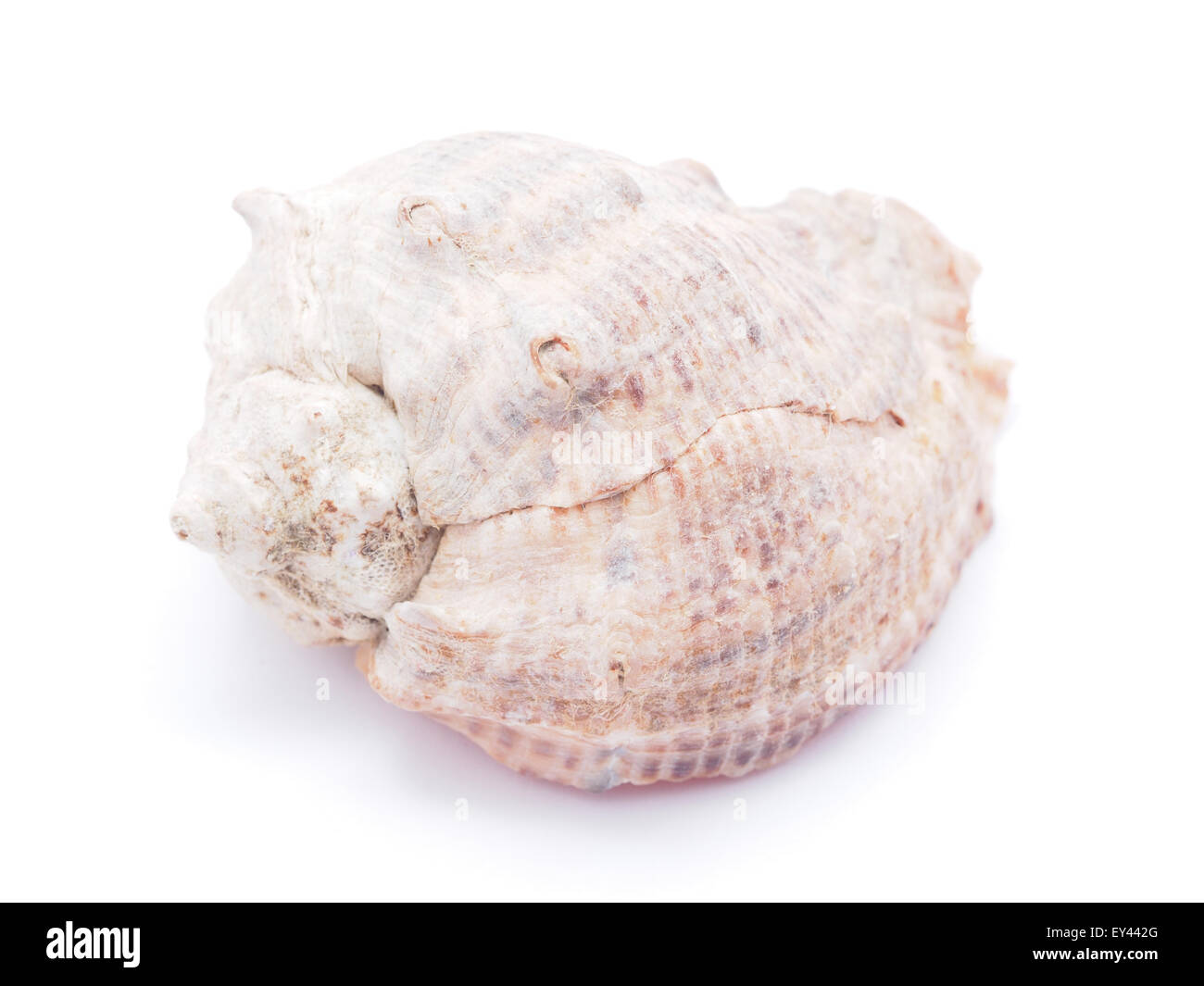 Curled shell Cut Out Stock Images & Pictures - Alamy