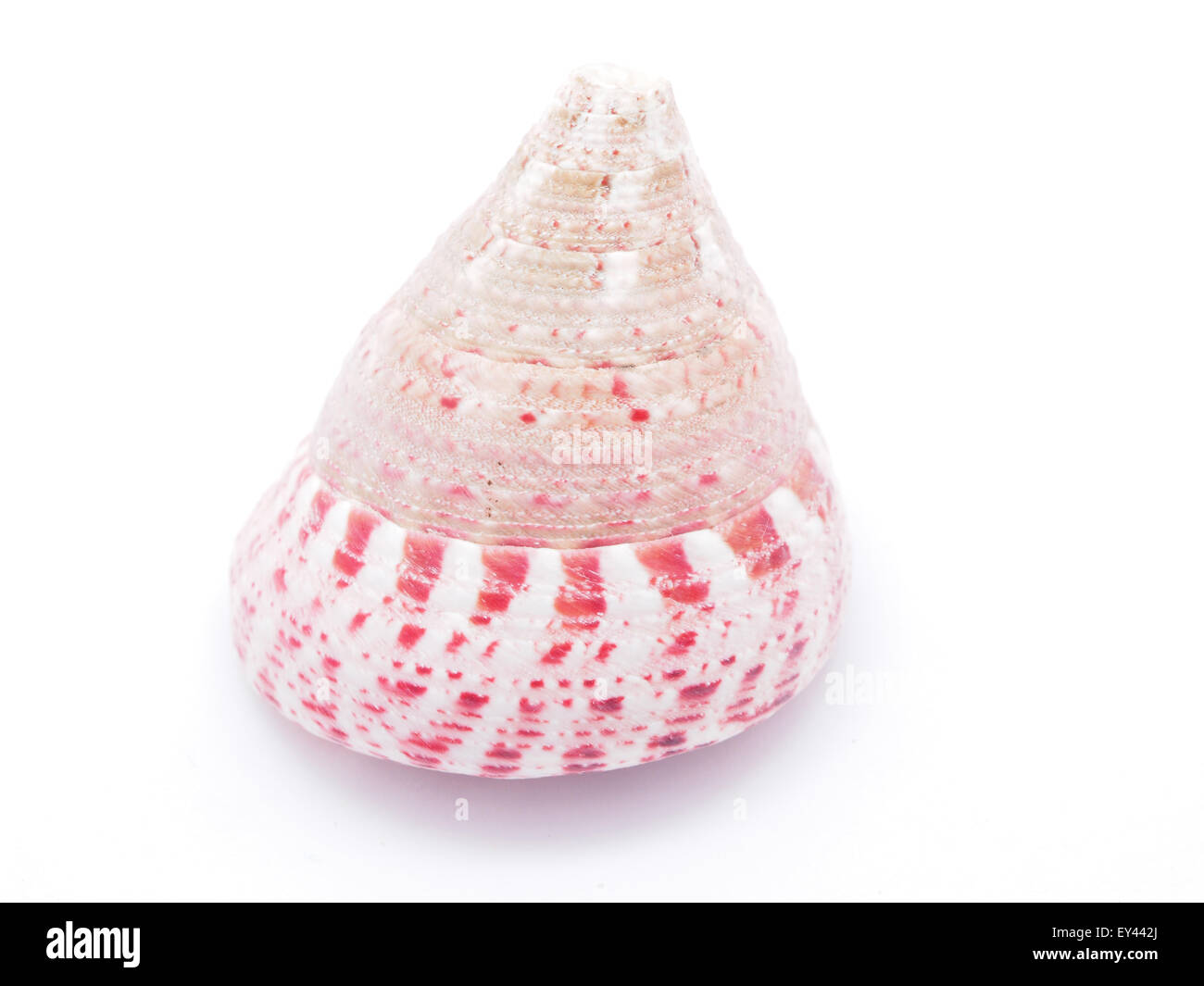 Curled shell form hi-res stock photography and images - Alamy