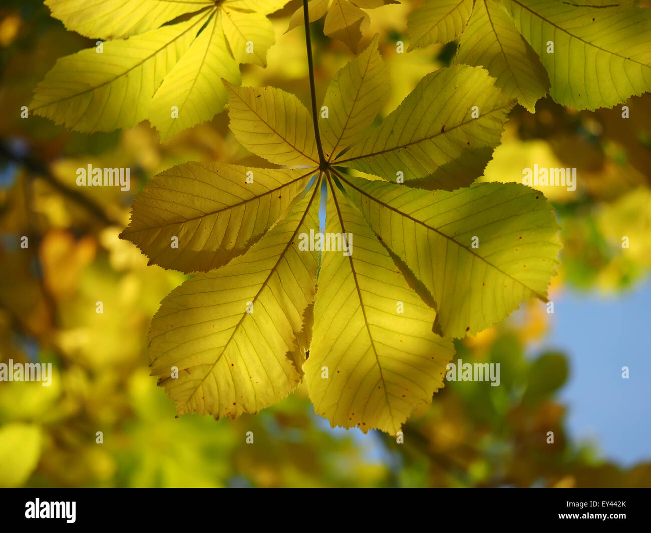 chestnut leaves in the forest Stock Photo - Alamy