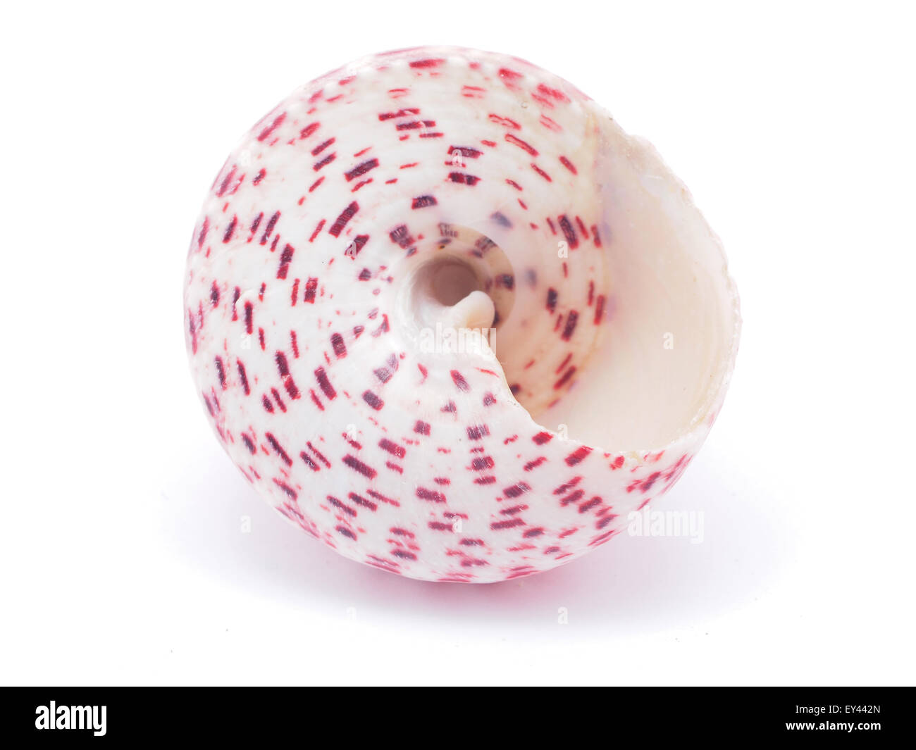 Curled shell form hi-res stock photography and images - Alamy