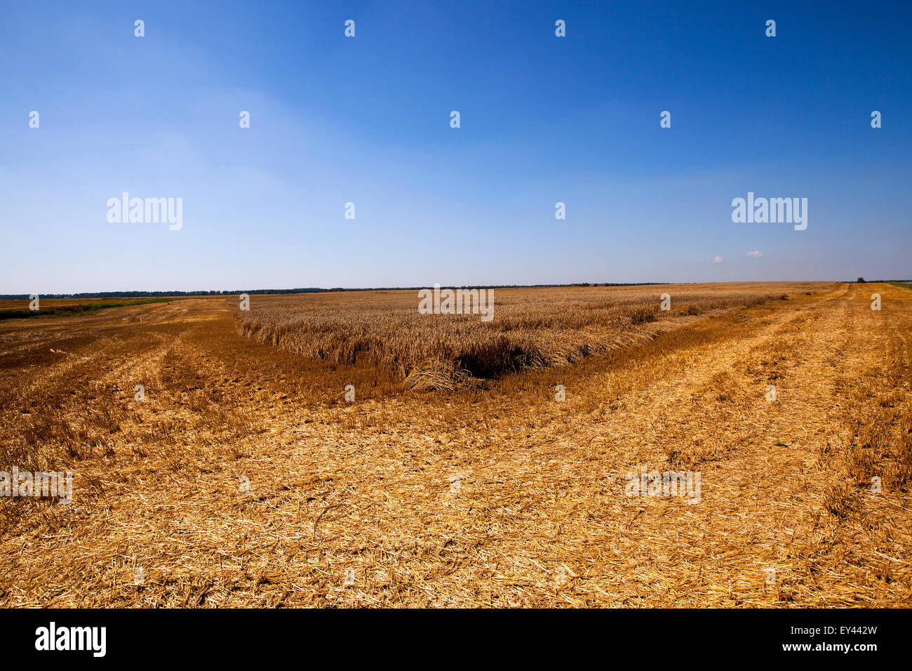 Cleaning wheat hi-res stock photography and images - Alamy