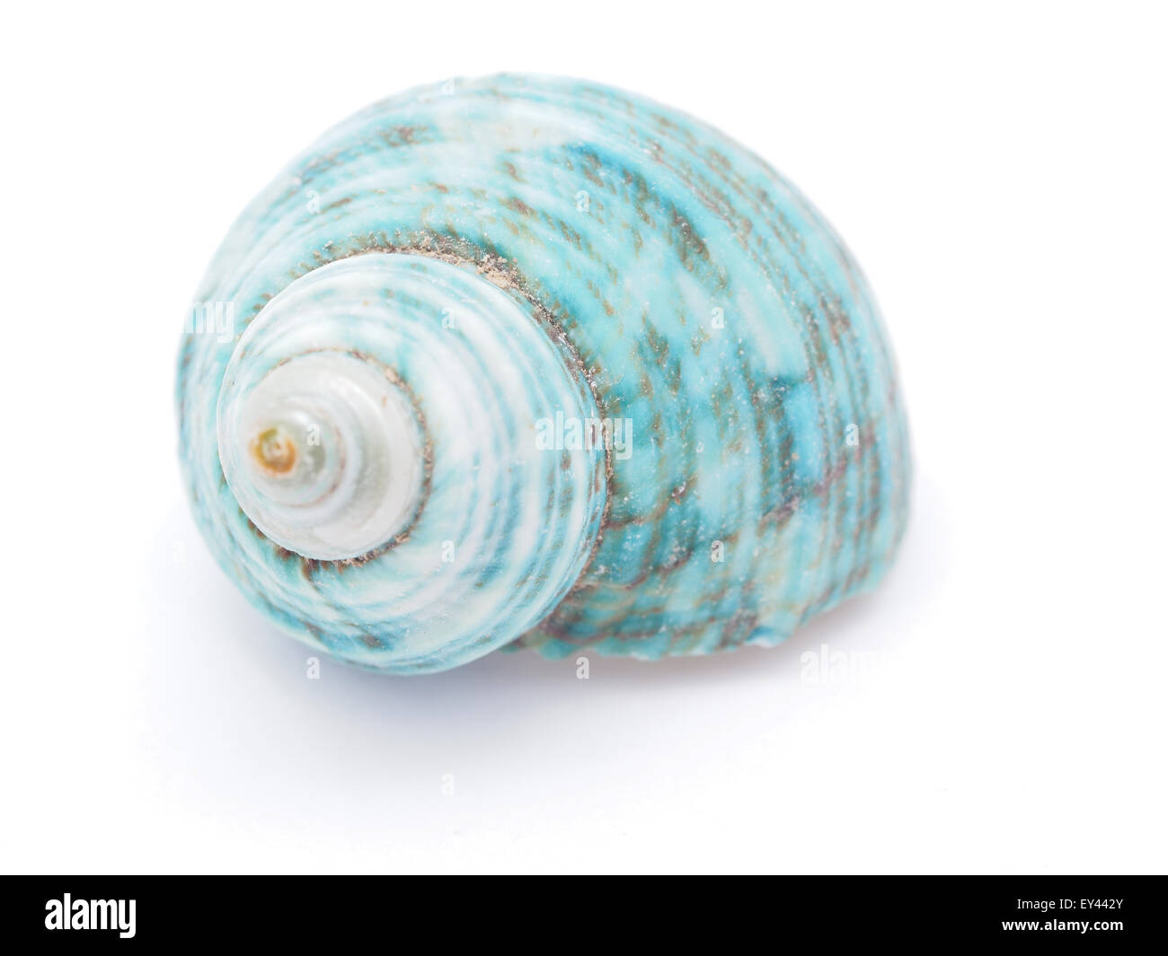 Curled shell form hi-res stock photography and images - Alamy