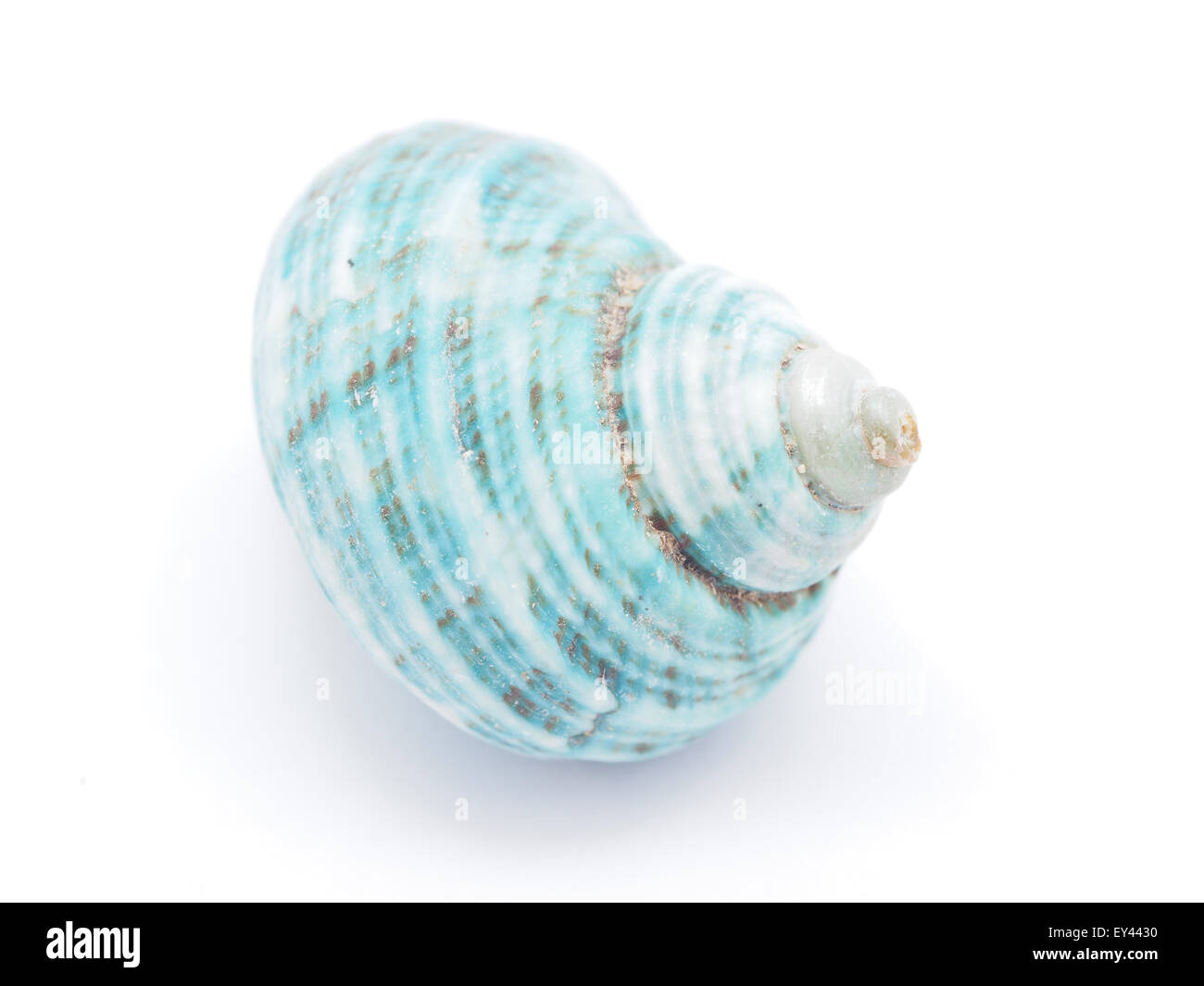 Curled shell form hi-res stock photography and images - Alamy