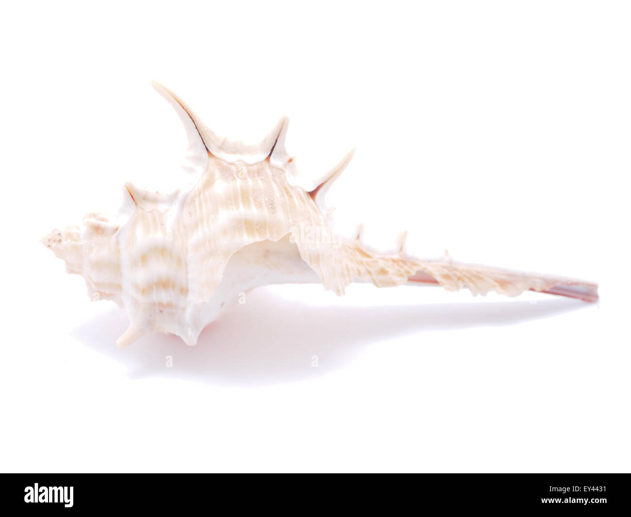 Curled shell form hi-res stock photography and images - Alamy