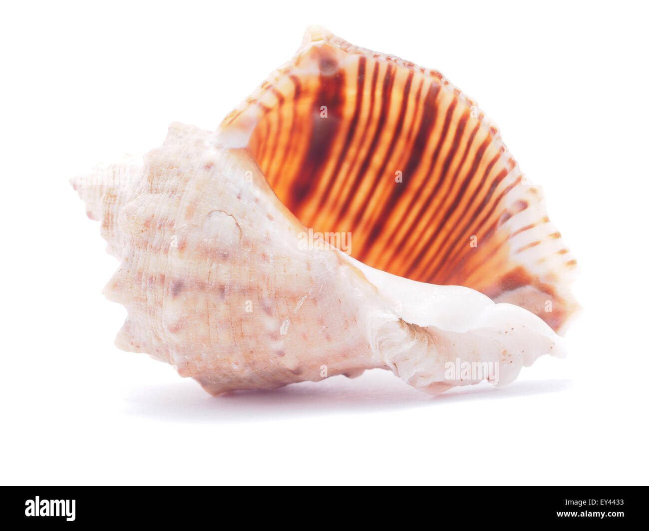 Curled shell form hi-res stock photography and images - Alamy