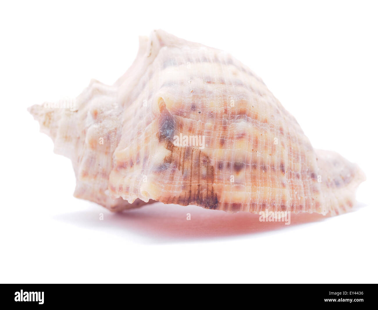 Curled shell form hi-res stock photography and images - Alamy