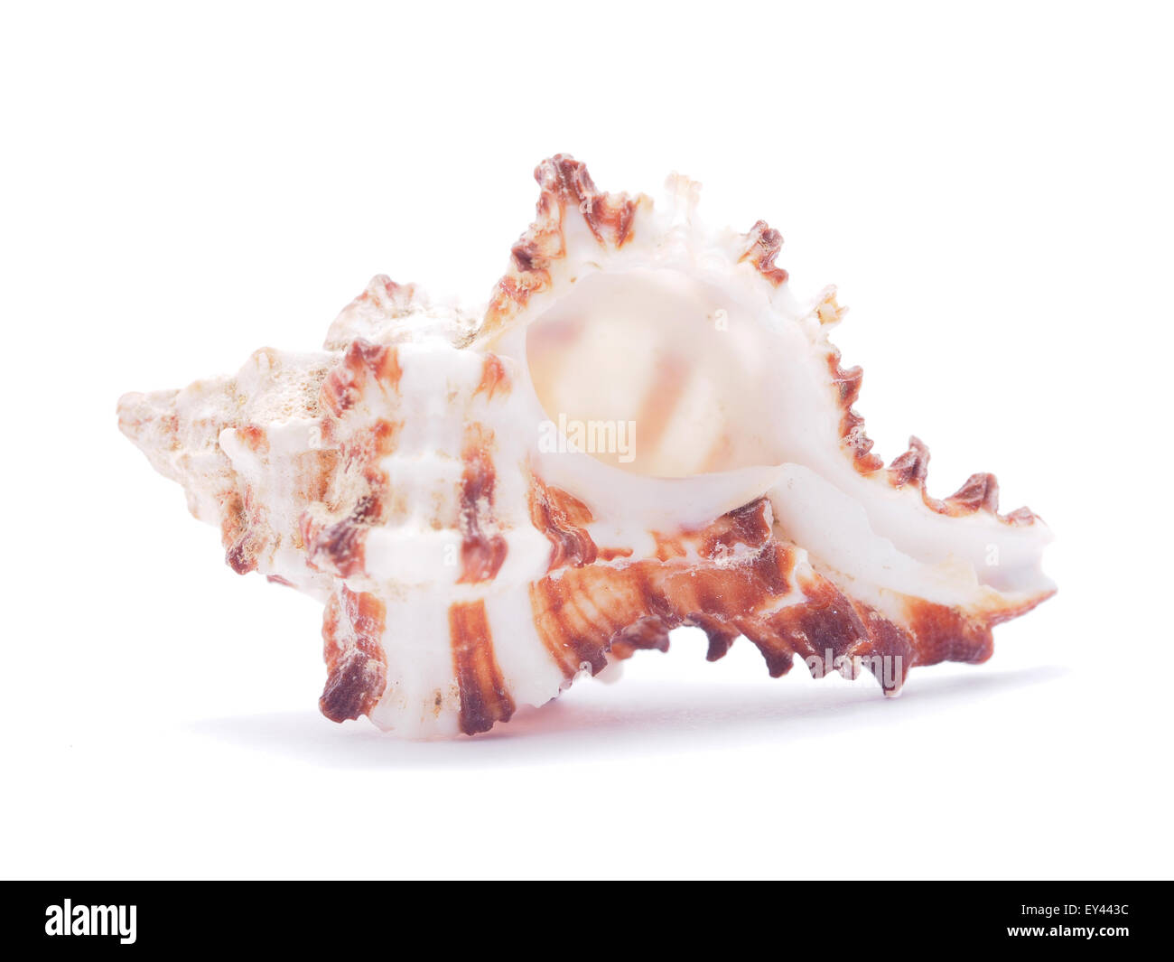 Curled shell form hi-res stock photography and images - Alamy