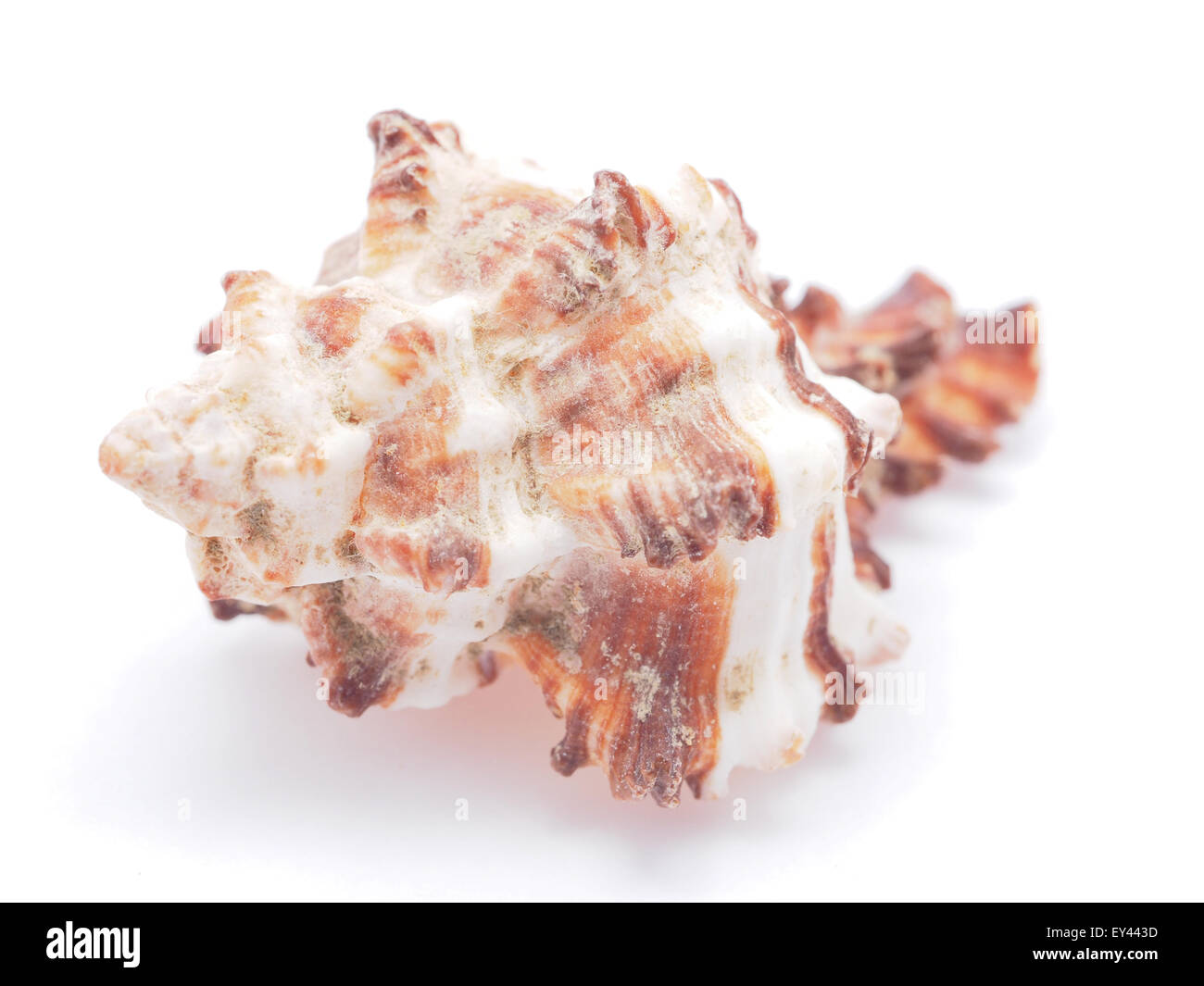 Curled shell form hi-res stock photography and images - Alamy