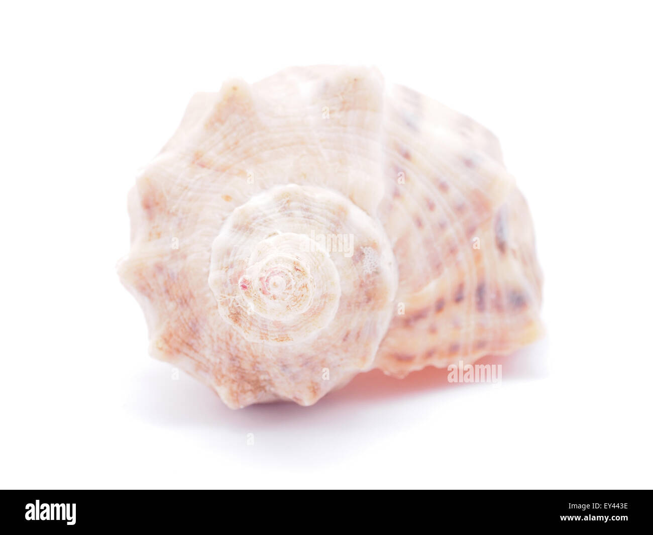 Curled shell form hi-res stock photography and images - Alamy