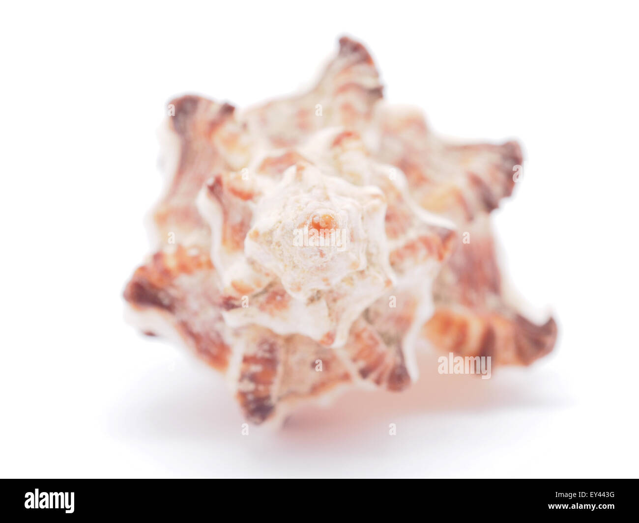Curled shell form hi-res stock photography and images - Alamy