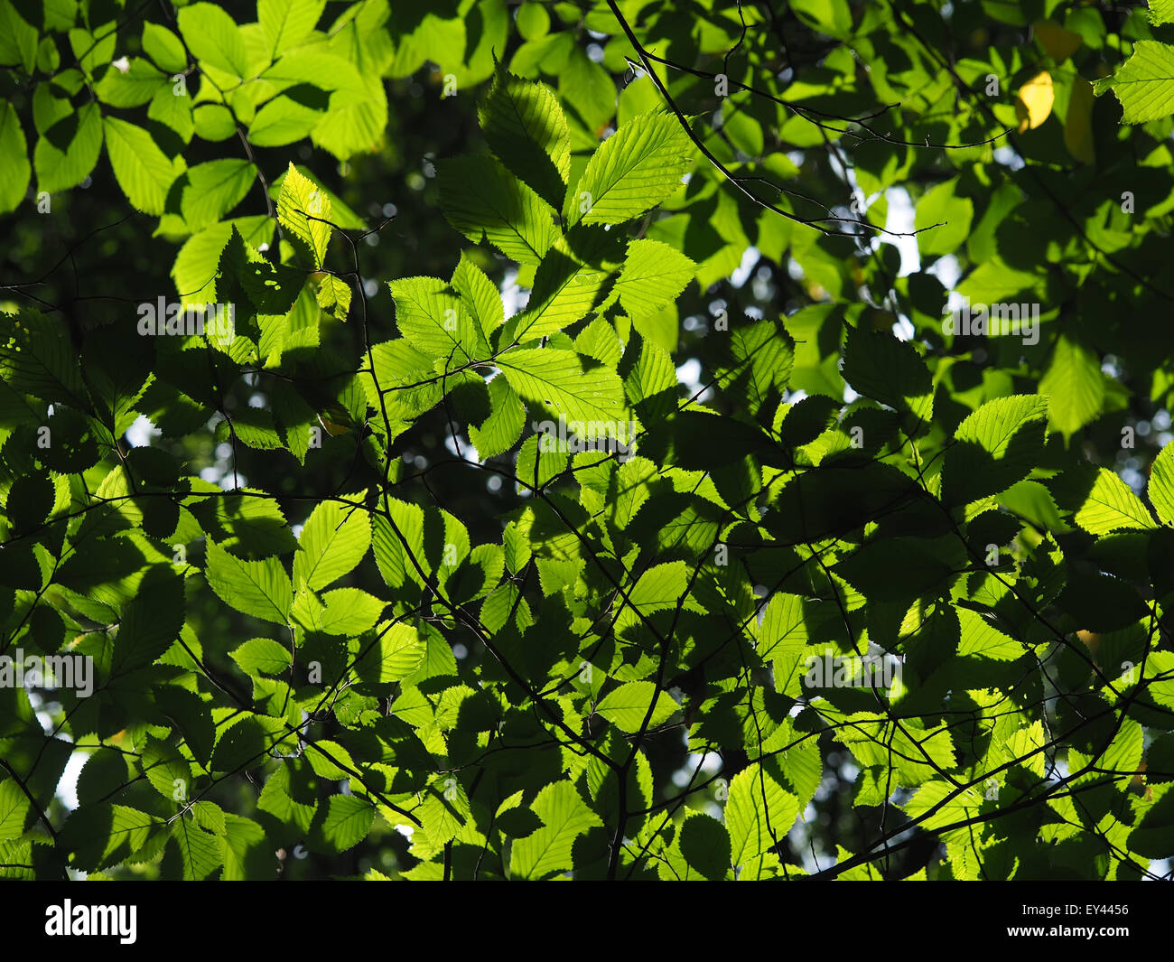 elm leaves in the forest Stock Photo - Alamy