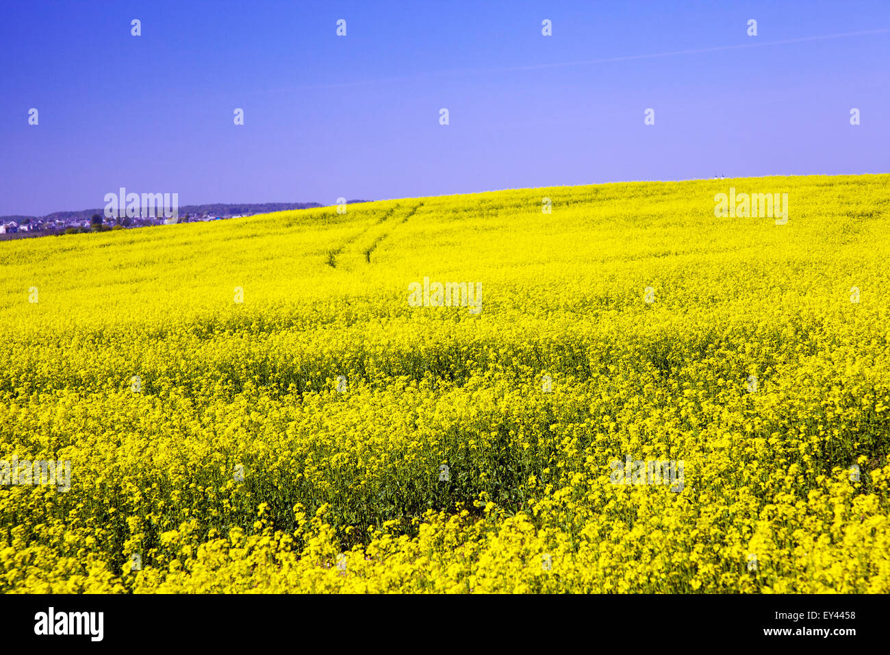 Rapaseed kingdom hi-res stock photography and images - Alamy