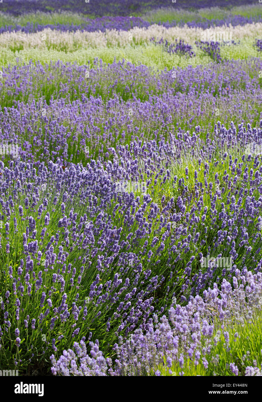 Rows of lavender at Snowshill farm Gloucestershire England Stock Photo ...