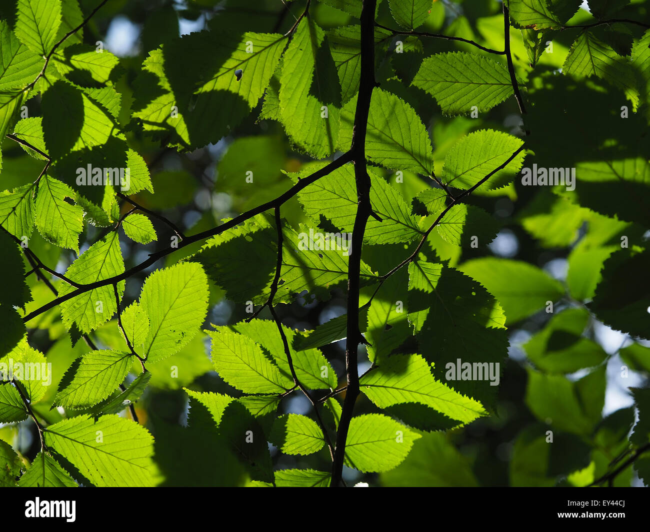 elm leaves in the forest Stock Photo - Alamy