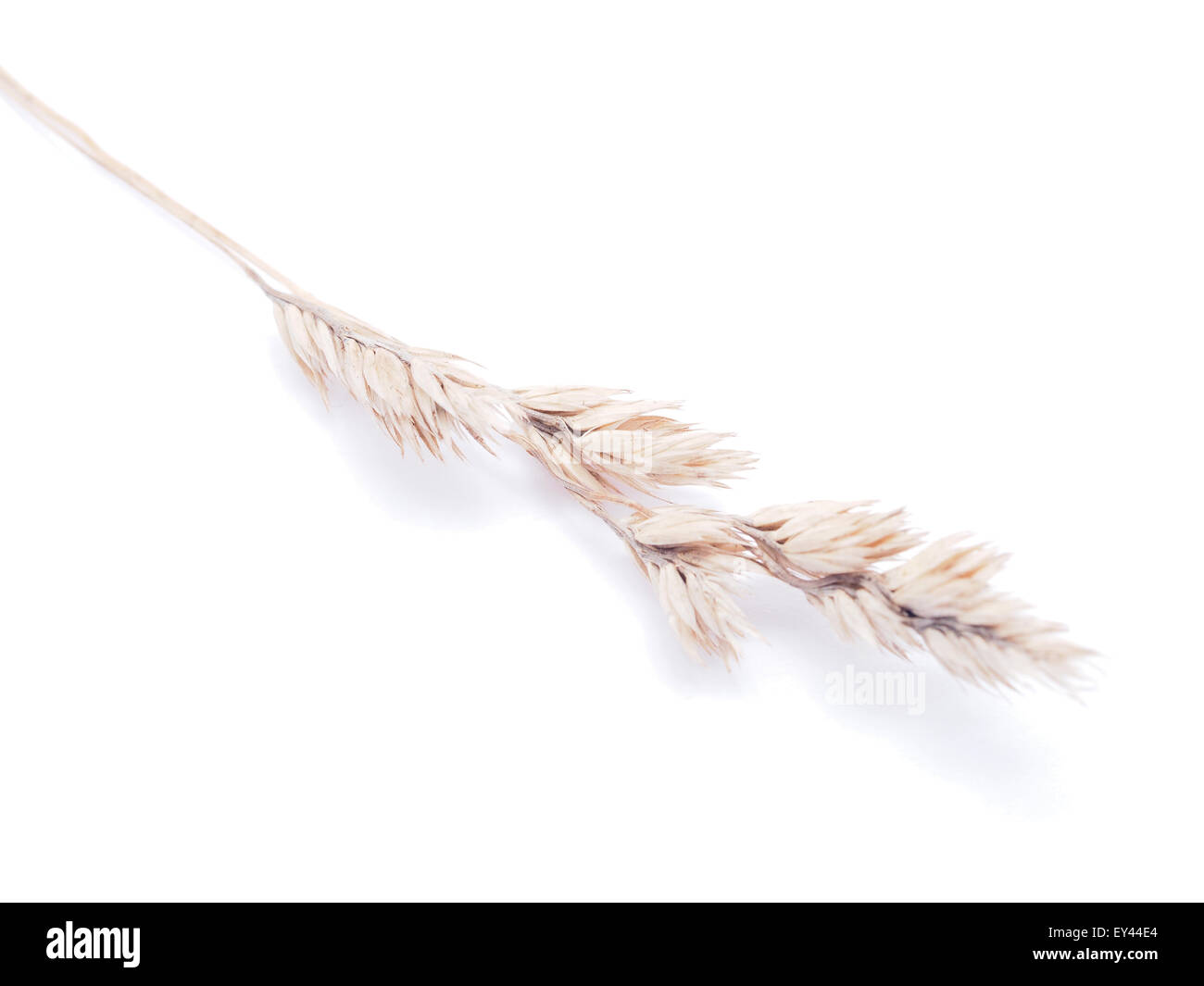 dry cereals on a white background Stock Photo - Alamy
