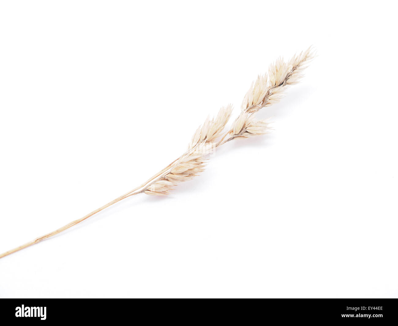 dry cereals on a white background Stock Photo - Alamy