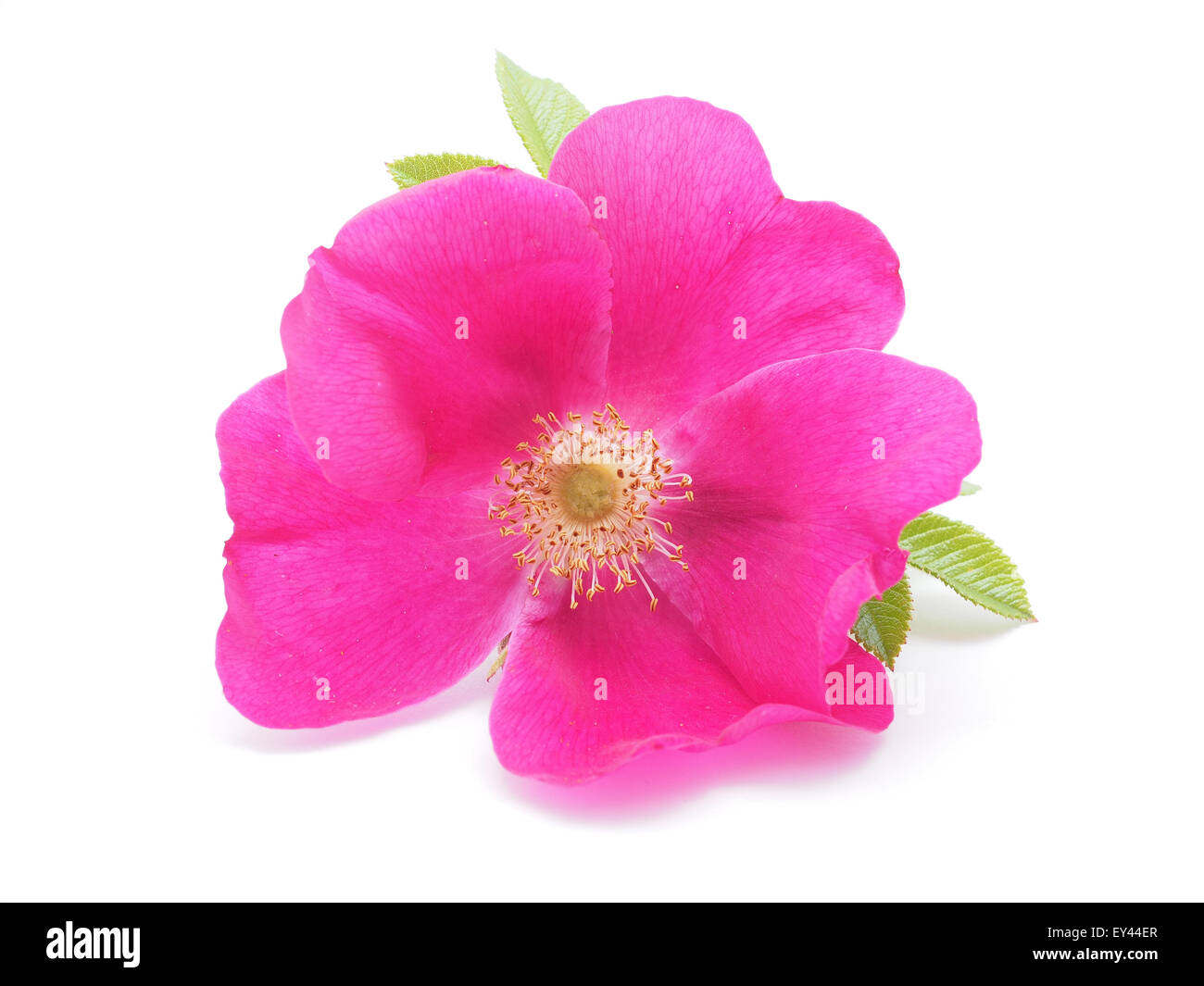 One flower spike Cut Out Stock Images & Pictures - Alamy