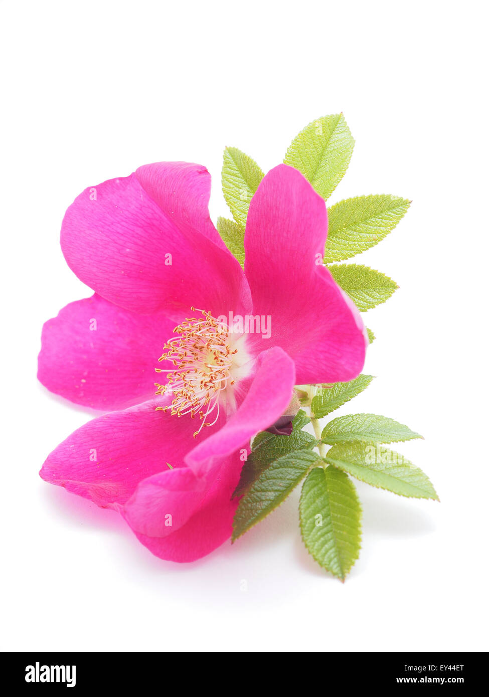 Briar flower hi-res stock photography and images - Alamy