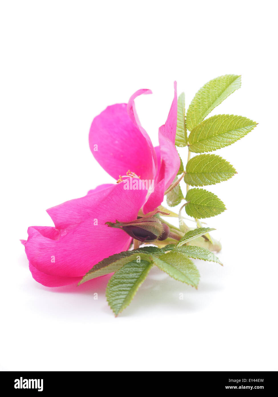 Briar bush Cut Out Stock Images & Pictures - Alamy