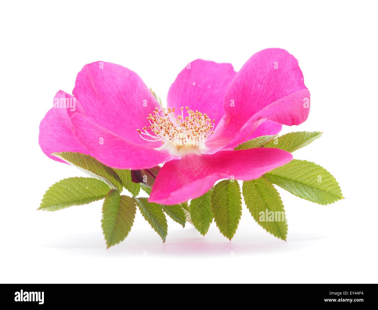 One flower spike Cut Out Stock Images & Pictures - Alamy