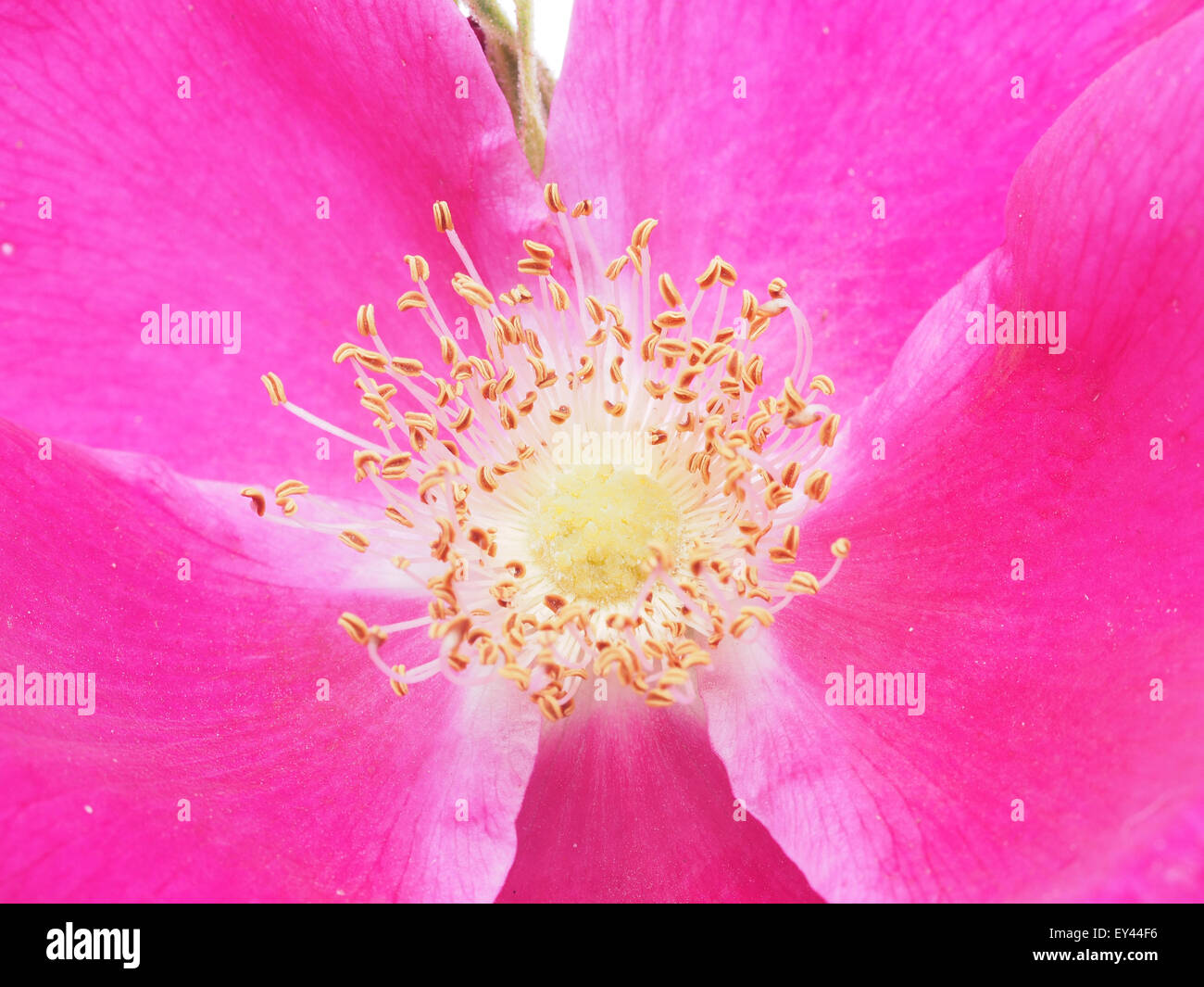Briar flower hi-res stock photography and images - Alamy