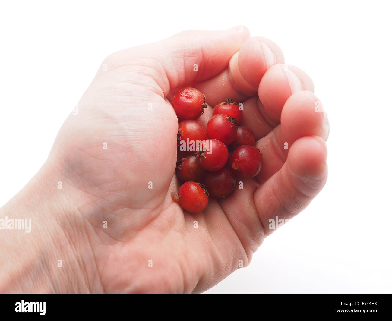 haw in hand on white background Stock Photo - Alamy