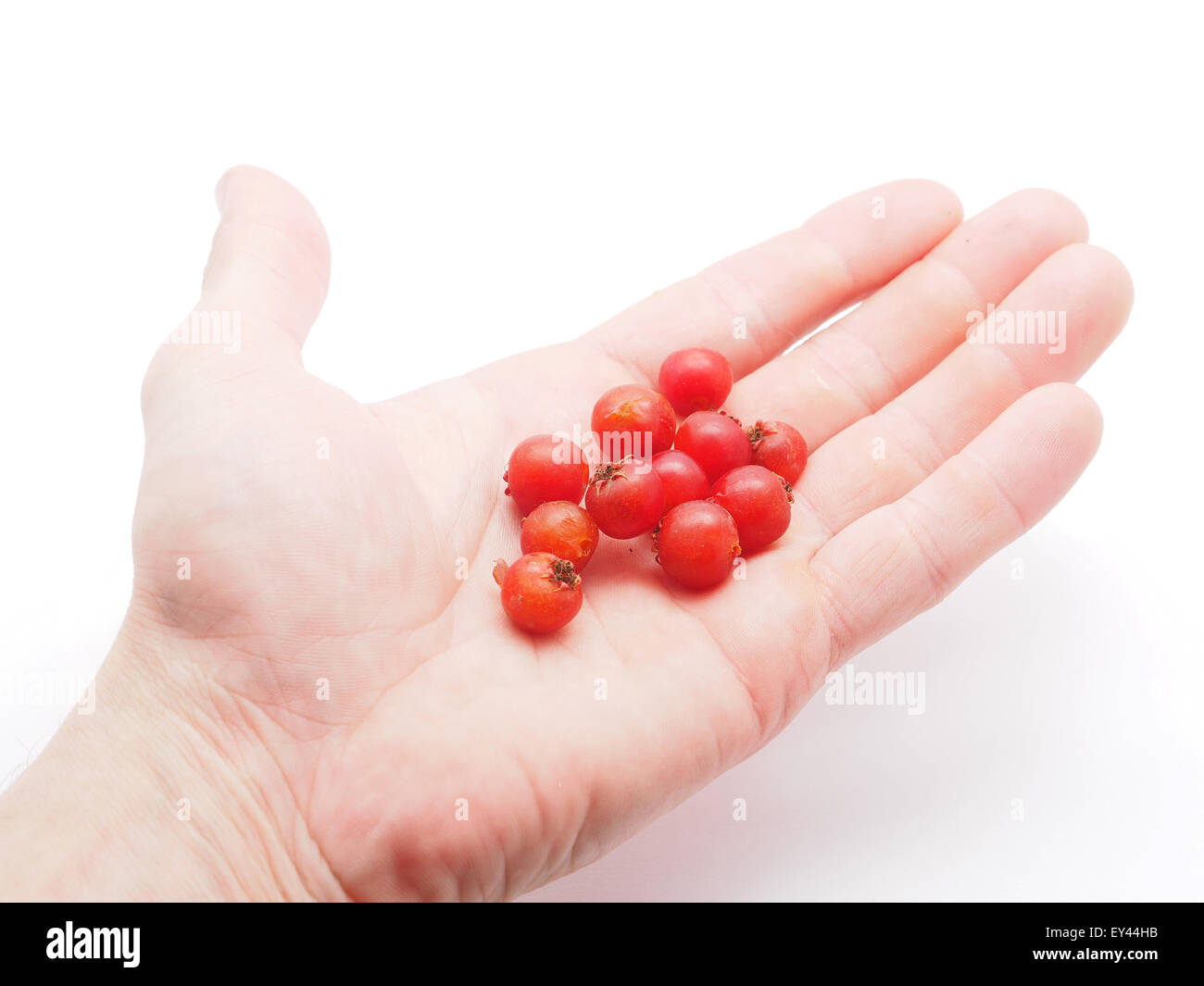 haw in hand on white background Stock Photo - Alamy