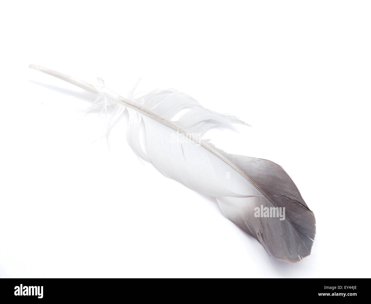 bird feather on white background Stock Photo - Alamy