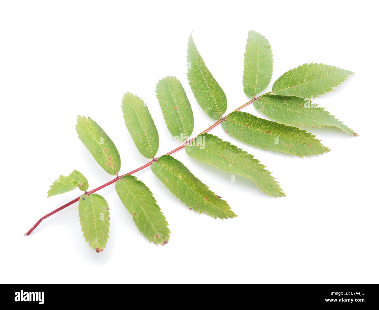 Mountain ash sorbus Cut Out Stock Images & Pictures - Alamy