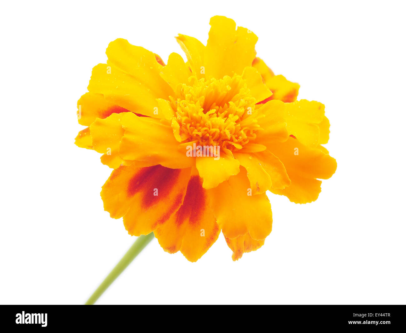 marigold on white background Stock Photo - Alamy