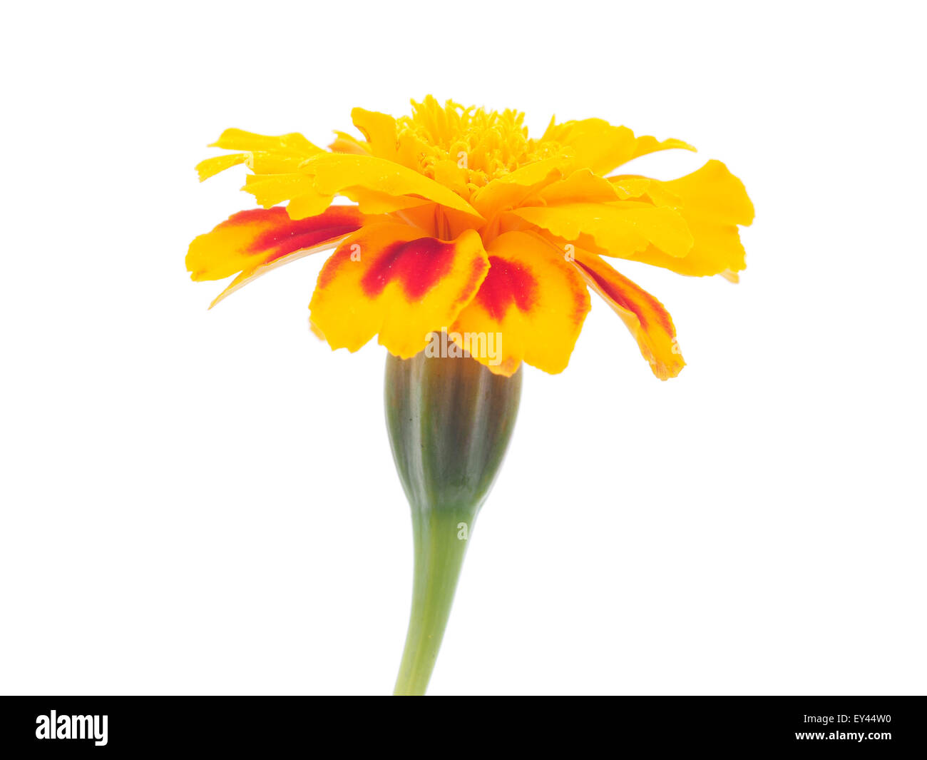 marigold on white background Stock Photo - Alamy