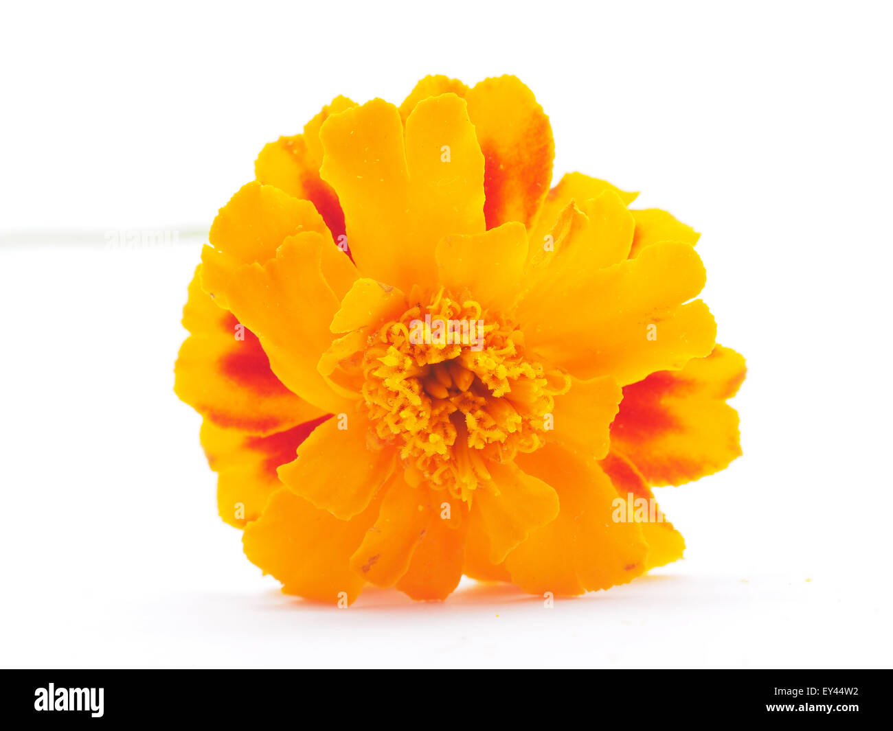 marigold on white background Stock Photo - Alamy