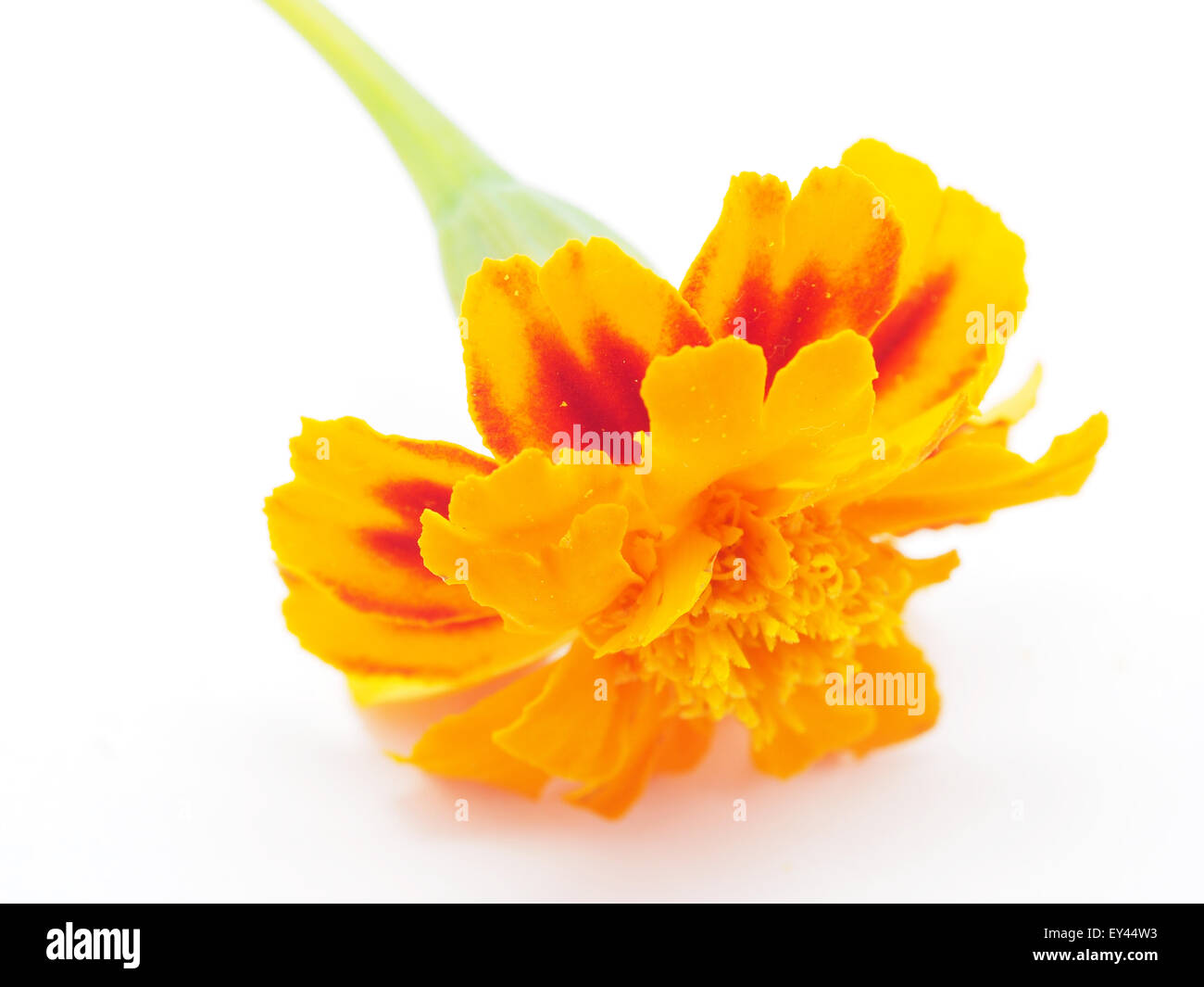 marigold on white background Stock Photo - Alamy