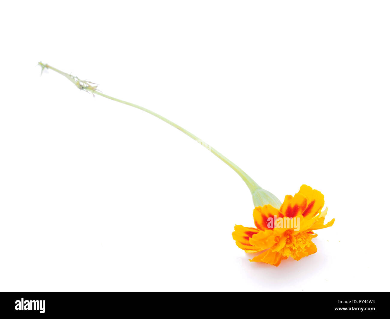 marigold on white background Stock Photo - Alamy