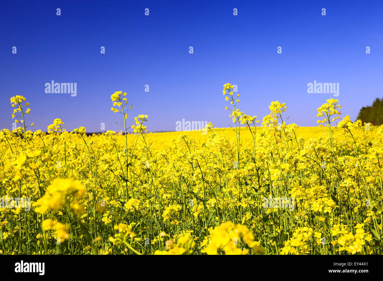 Rapaseed kingdom hi-res stock photography and images - Alamy