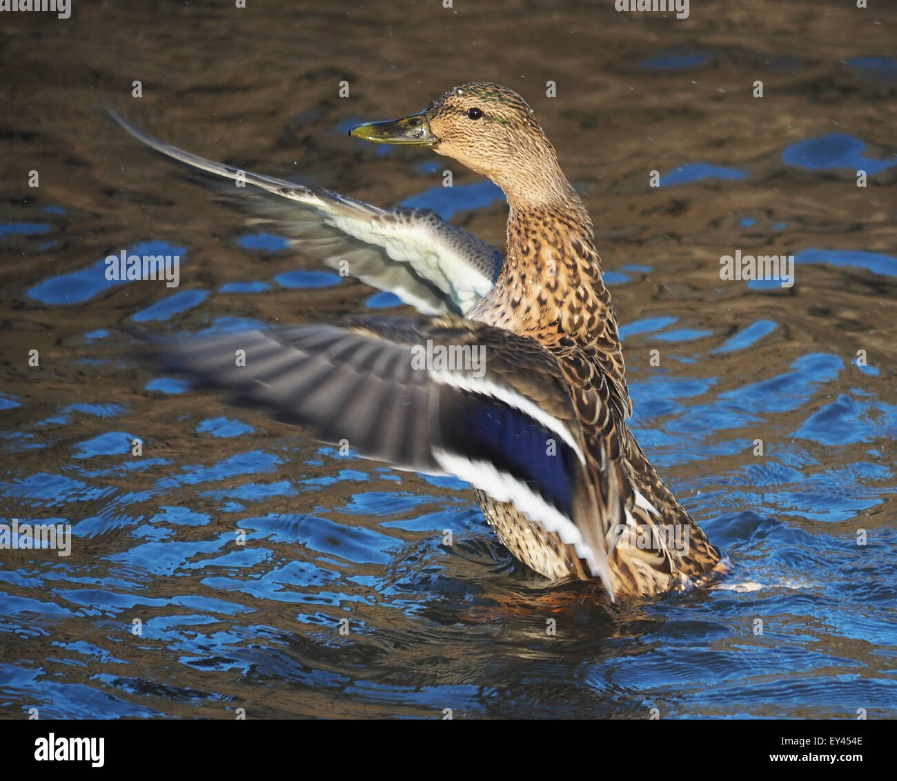 duck flaps its wings Stock Photo - Alamy